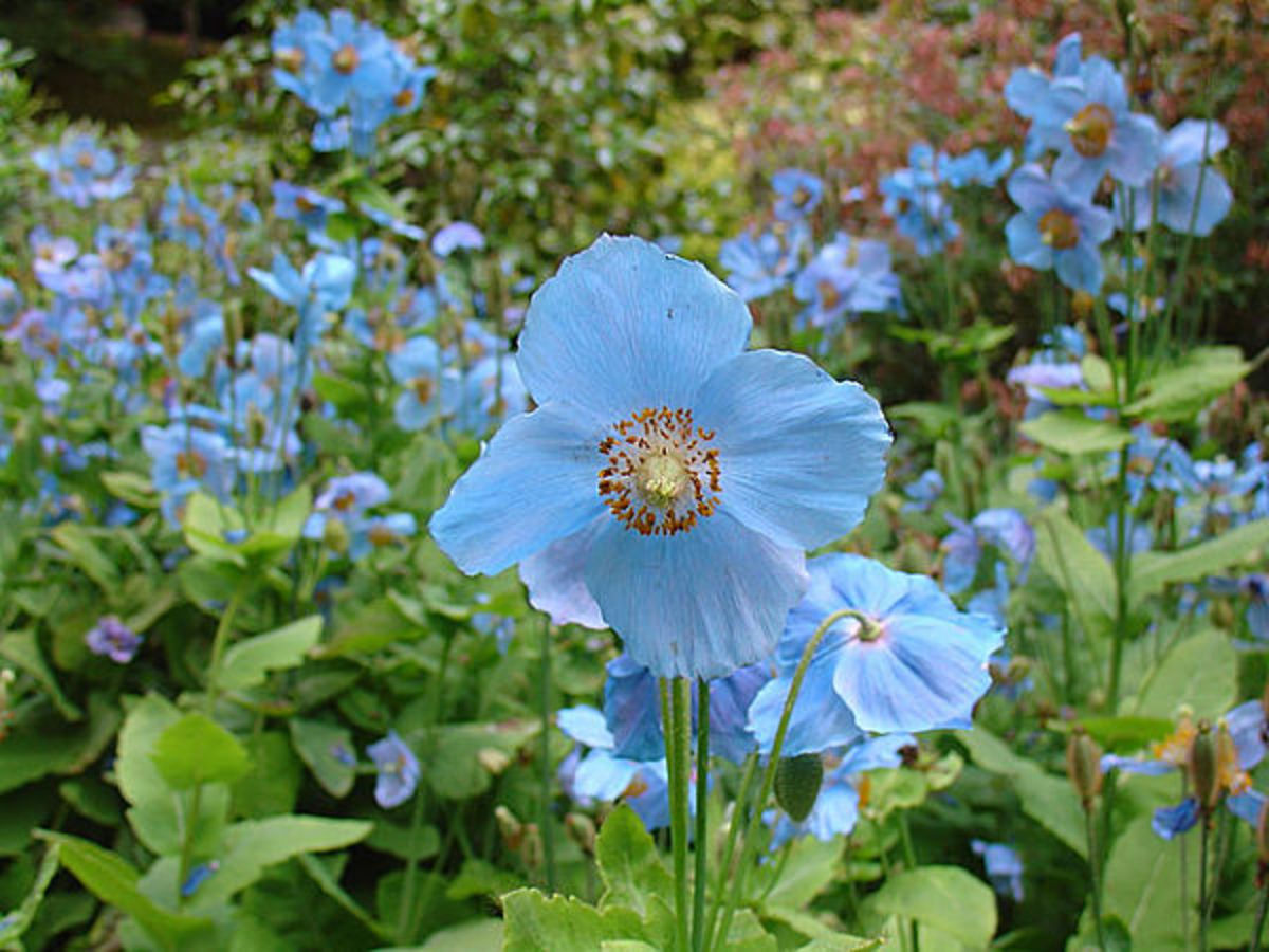 Discover Different Kinds Of Poppies - HubPages