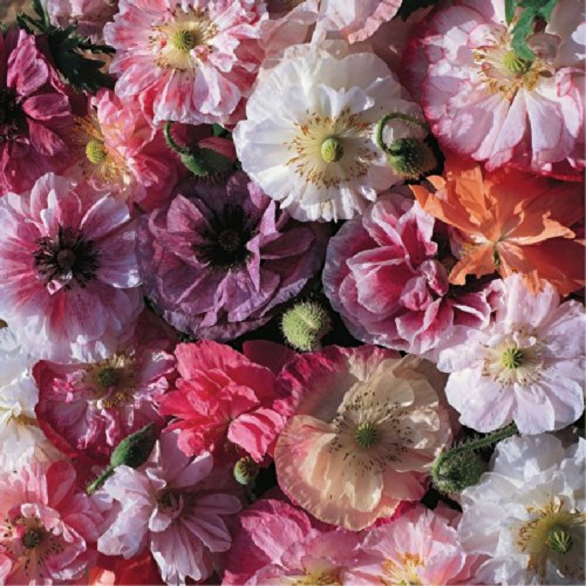 Discover Different Kinds Of Poppies - HubPages