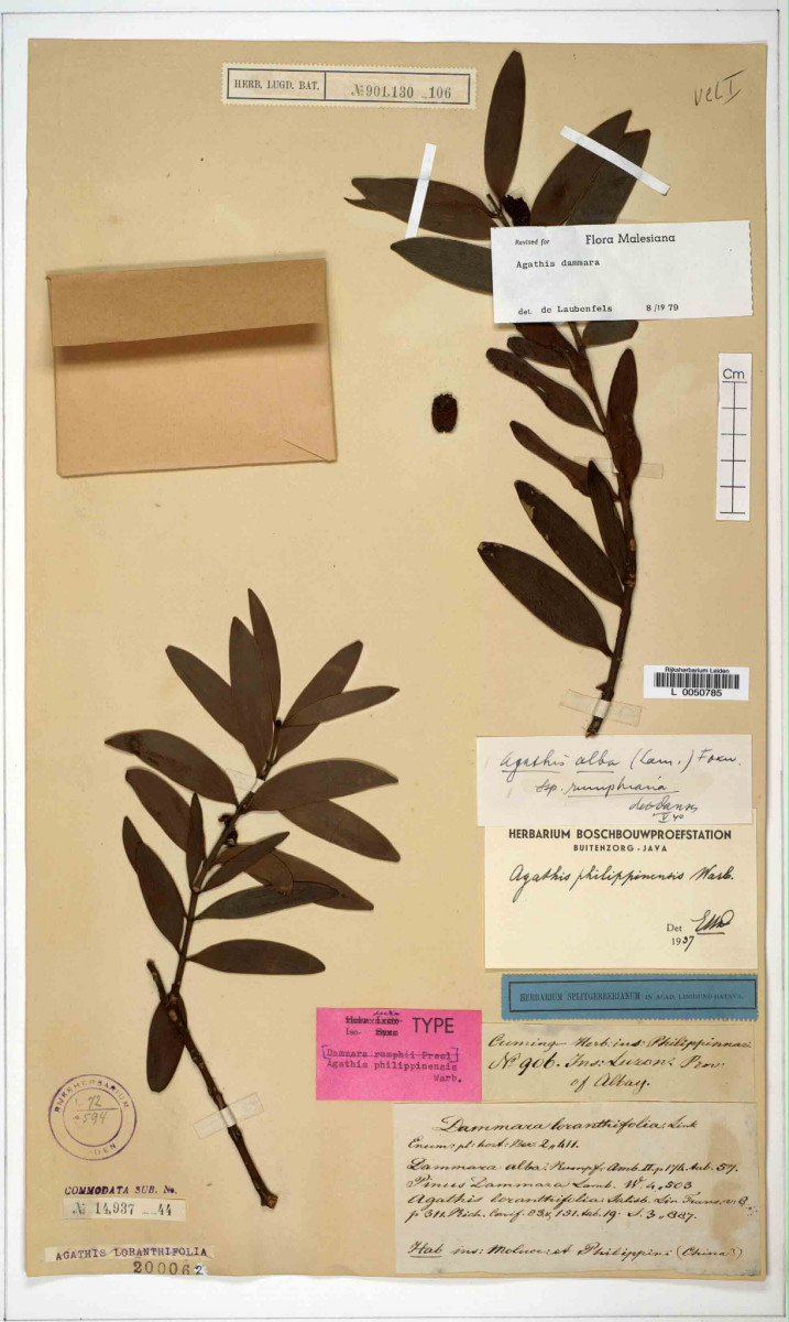 20 Most Endangered Species in the Philippines - HubPages