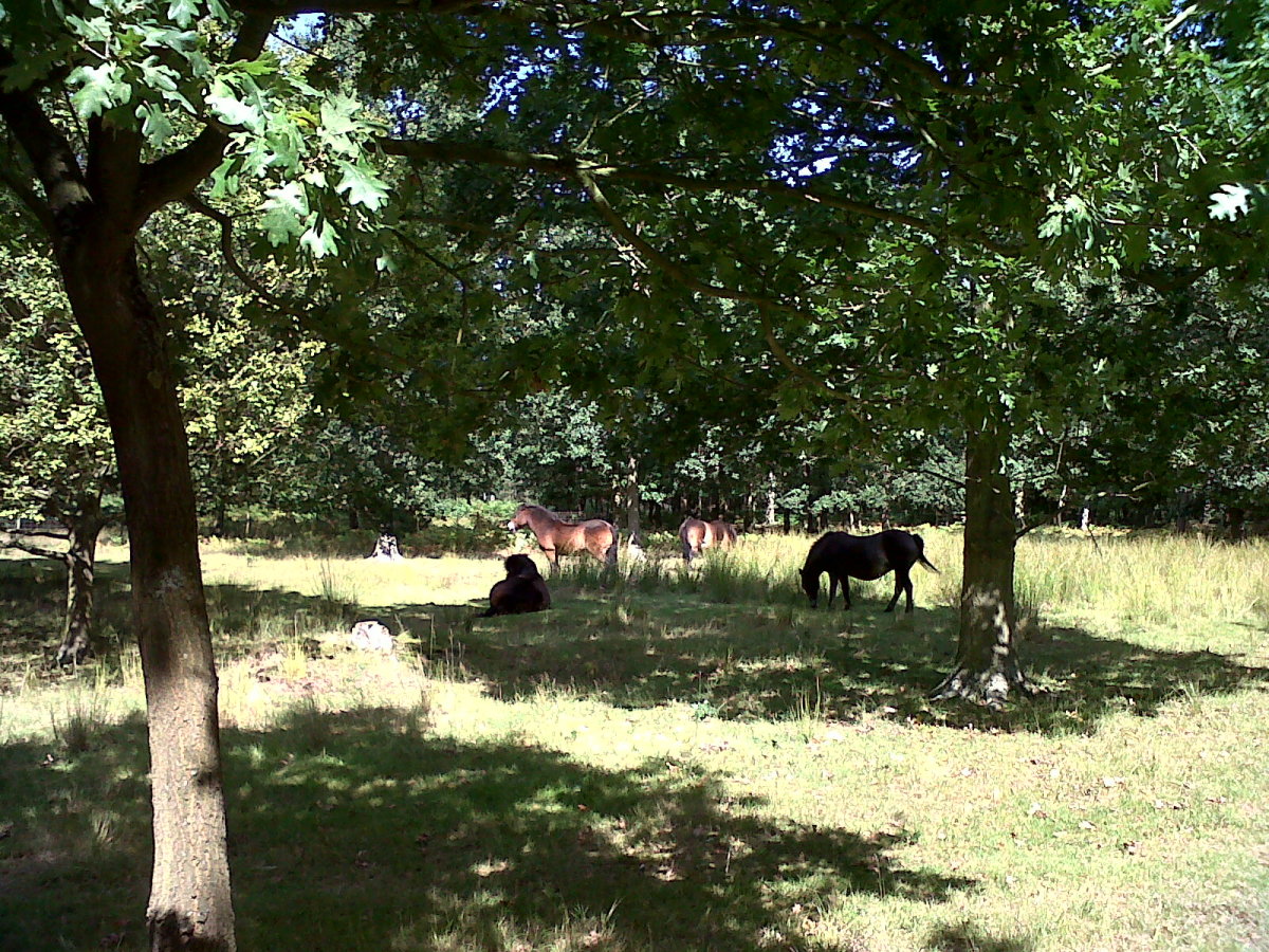 Skipwith Village and Skipwith Common North Yorkshire UK - HubPages