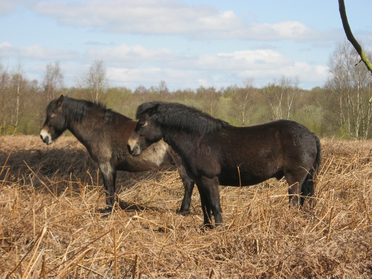 Skipwith Village and Skipwith Common North Yorkshire UK - HubPages