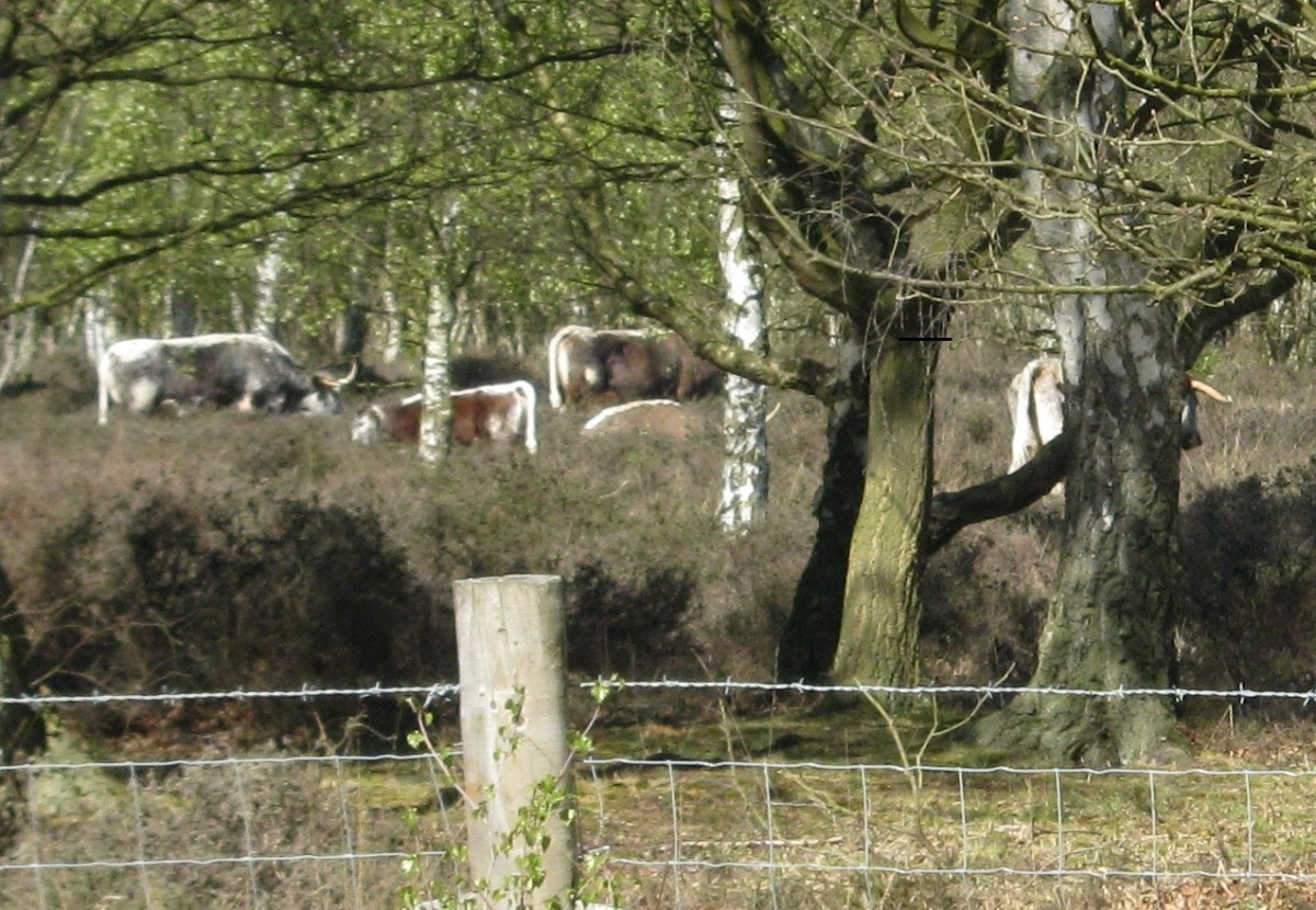 Skipwith Village and Skipwith Common North Yorkshire UK - HubPages