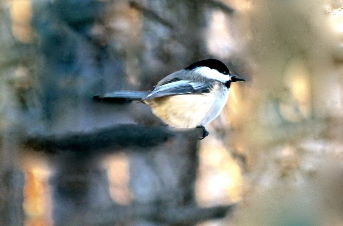 Chickadee Haikus: Bird In Hand Worth More Than Two In Bush Poems - HubPages