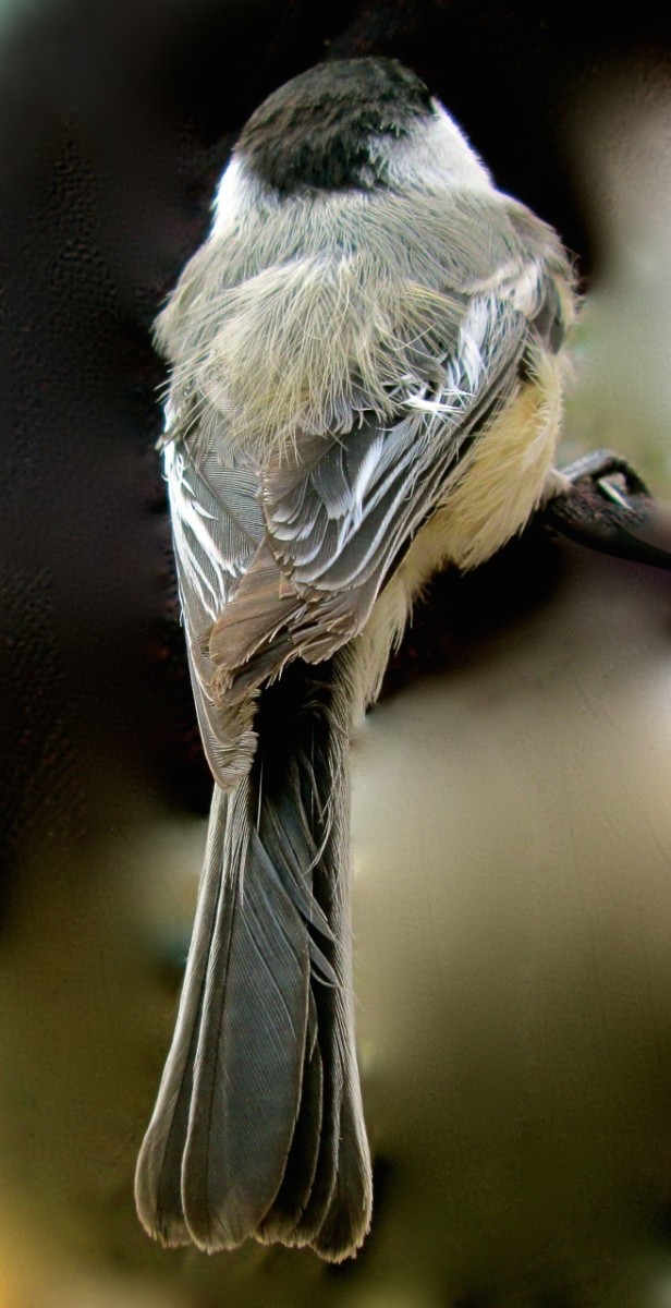 Chickadee Haikus: Bird In Hand Worth More Than Two In Bush Poems - HubPages