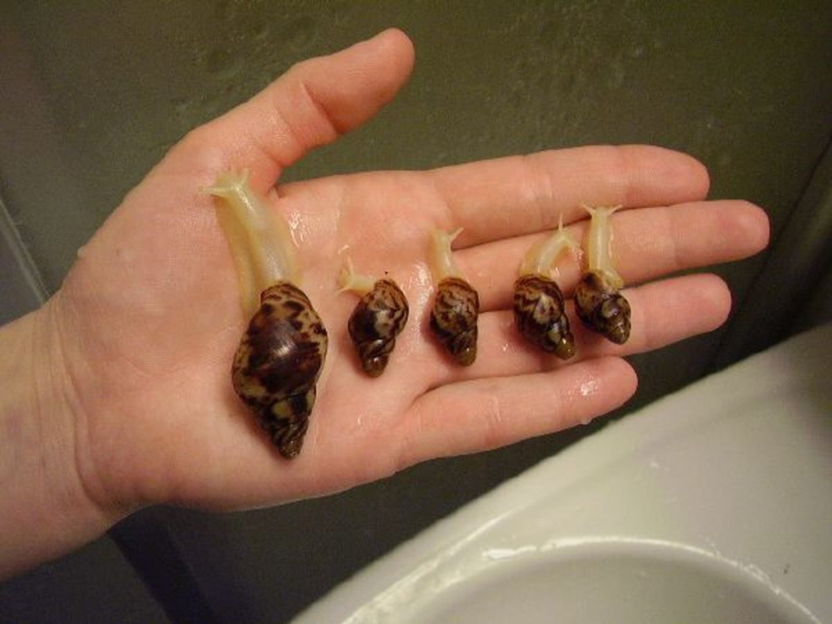 Giant African Land Snails - The Seriously Misunderstood Pet - HubPages