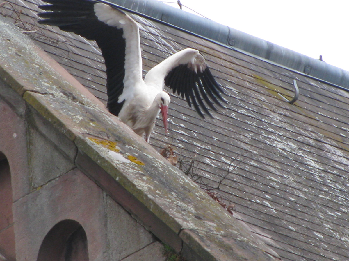White Stork of Alsace: Emblem of Alsace, Near-Extinction to Success ...
