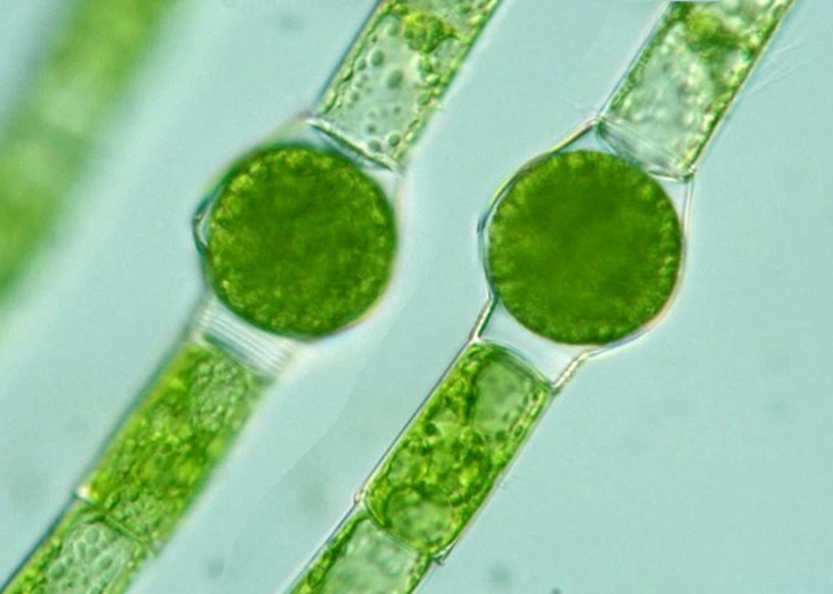 Algae - The Most Primitive Plants - HubPages