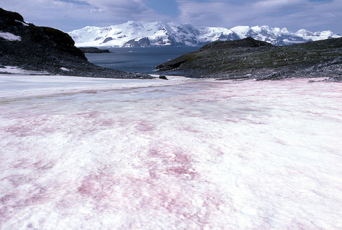 Algae - The Most Primitive Plants - HubPages