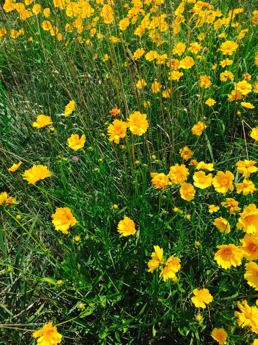 Lynchburg Virginia and the Percival's Island Nature Trail, a Pictorial ...