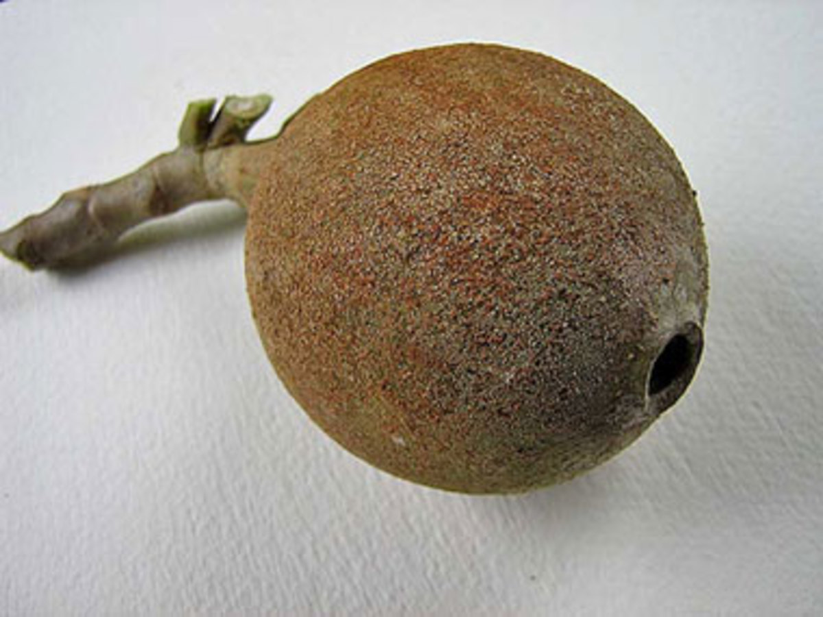 The Soursop and the Jagua: Two Soft Fruits with Powerful Effects in ...