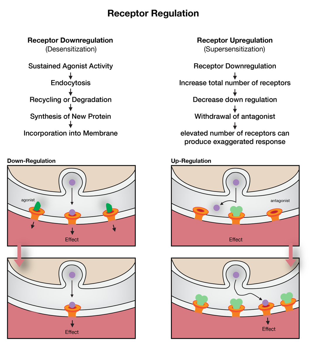 Receptors: Methods of studying receptors, number of receptors per cell ...