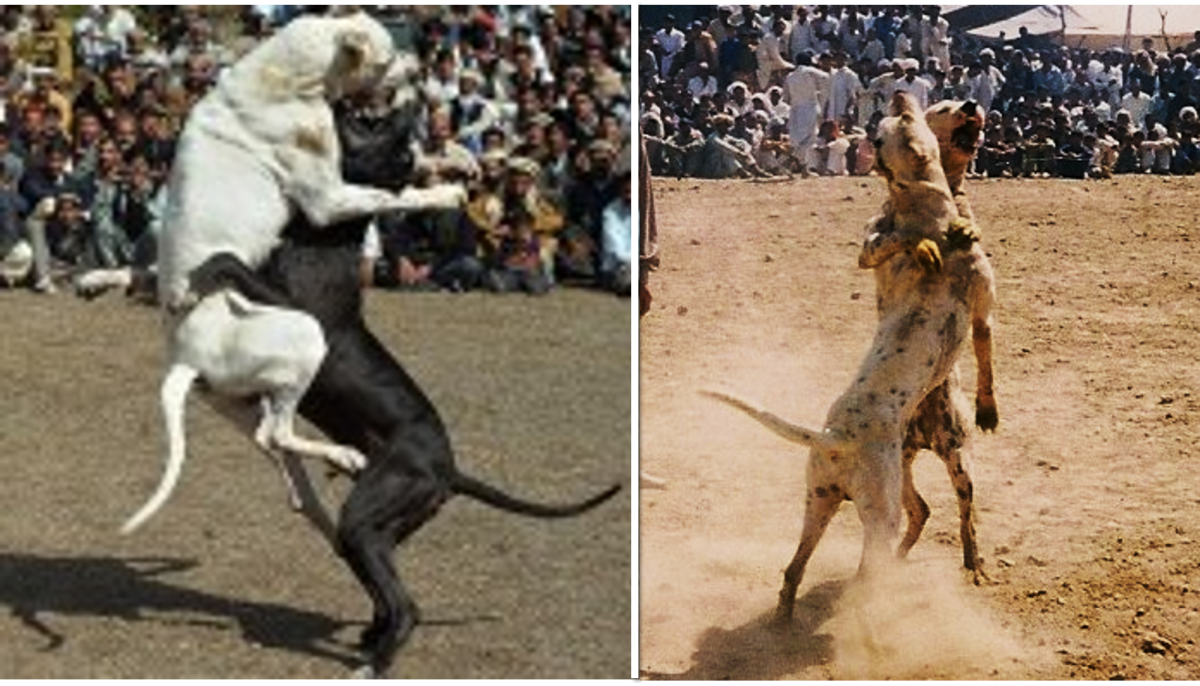 Strongest Molosser Dogs from India and Pakistan - HubPages