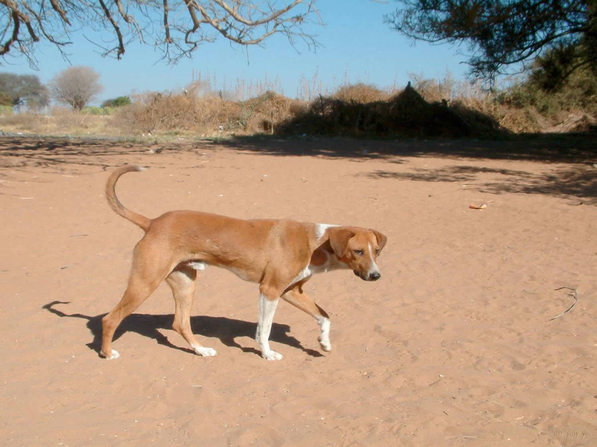 7 Ancient Pariah Dogs: Breed History and Facts - HubPages