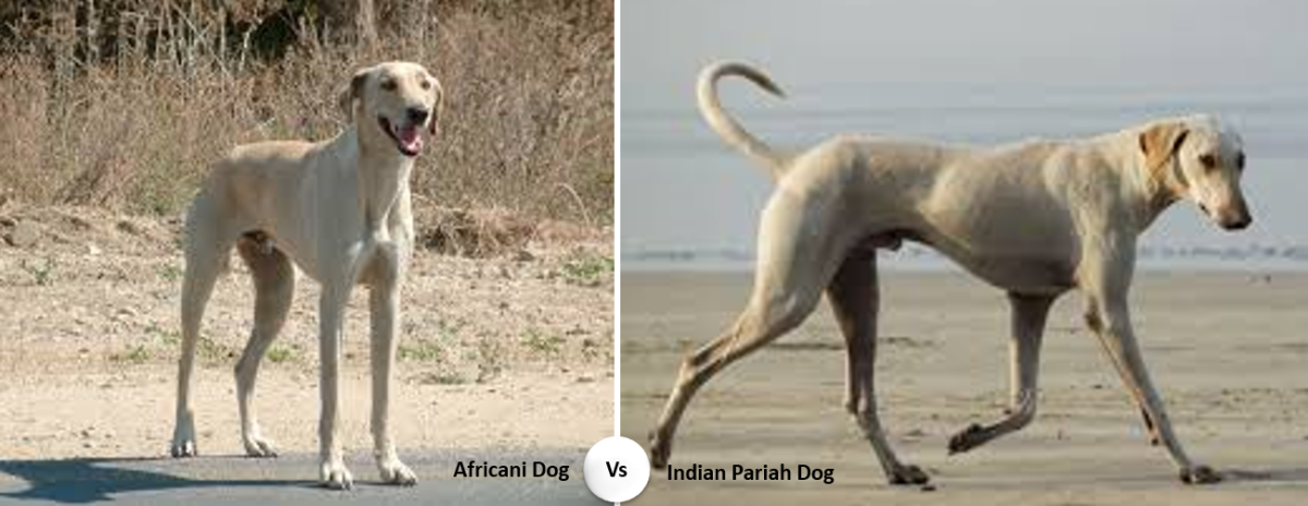 7 Ancient Pariah Dogs: Breed History and Facts - HubPages