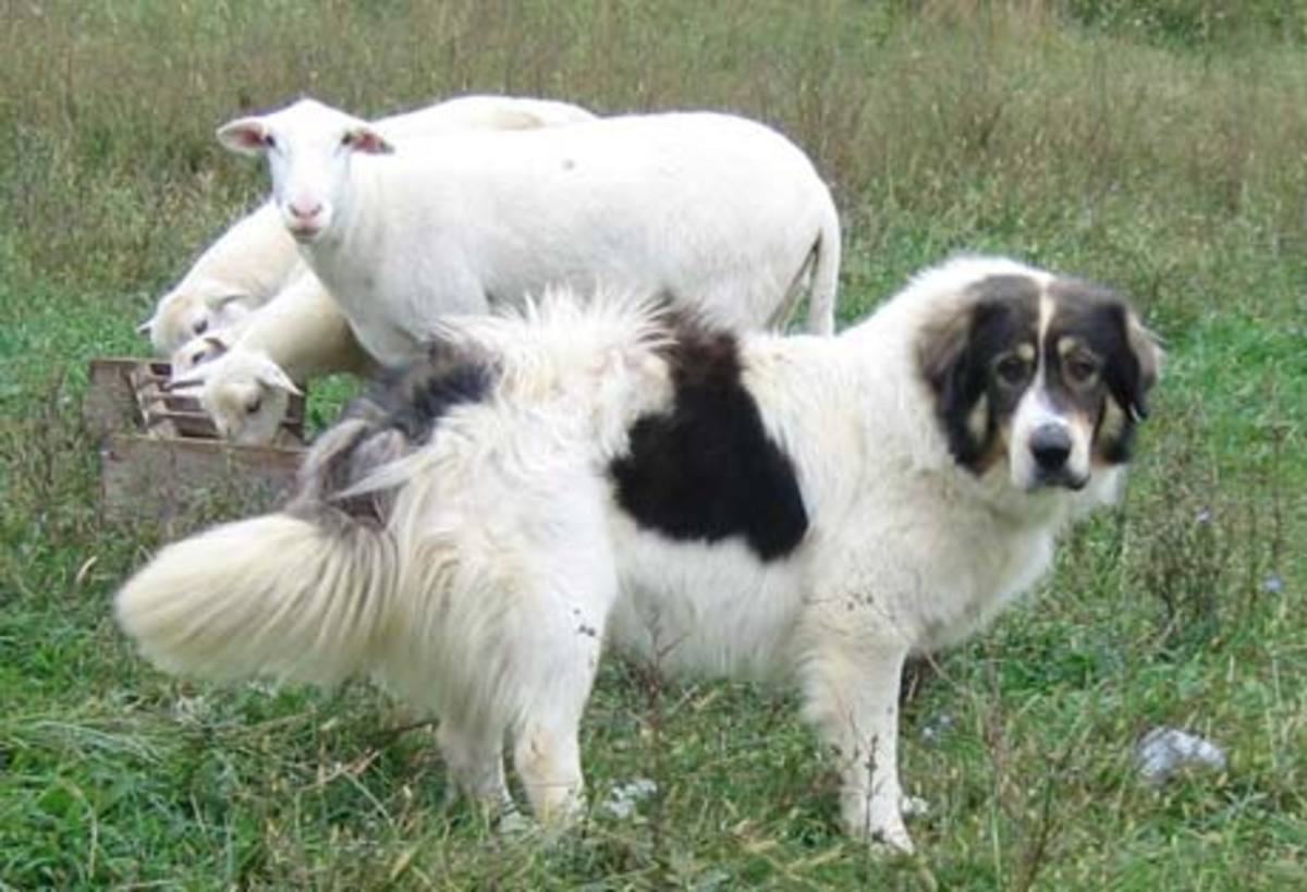 Can dogs protect us against a fall season predatory bear attack? - HubPages