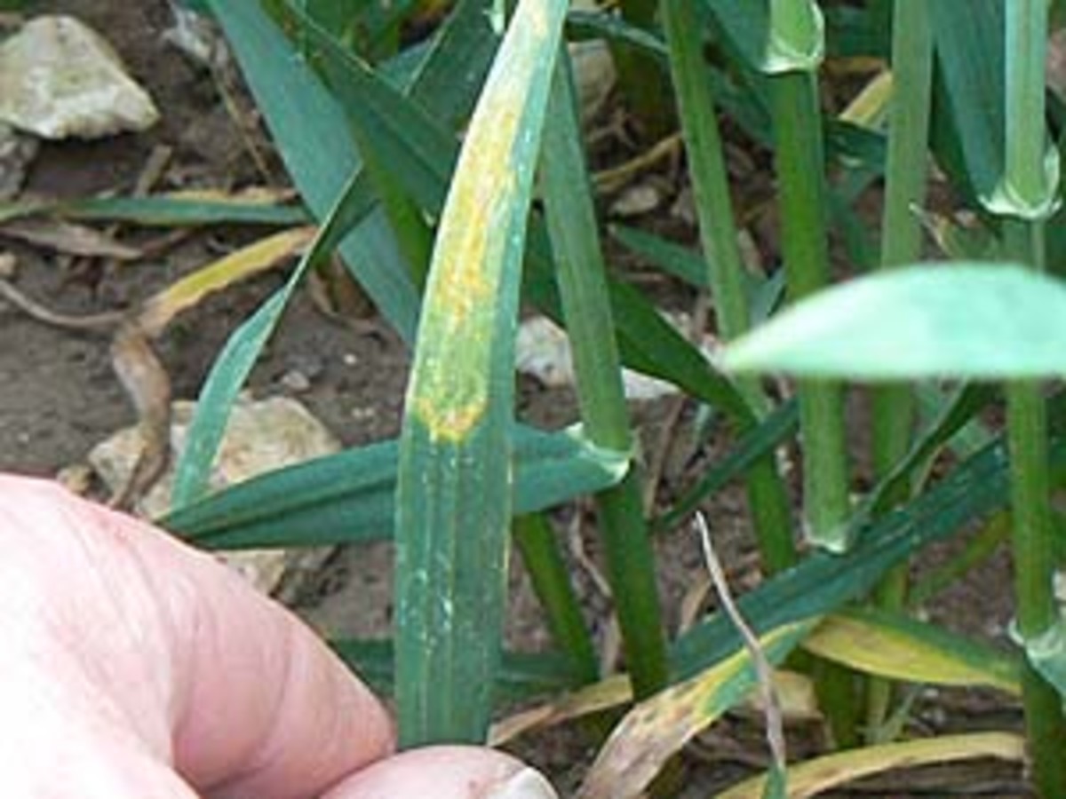 Examples of Biological Warfare Through History - HubPages