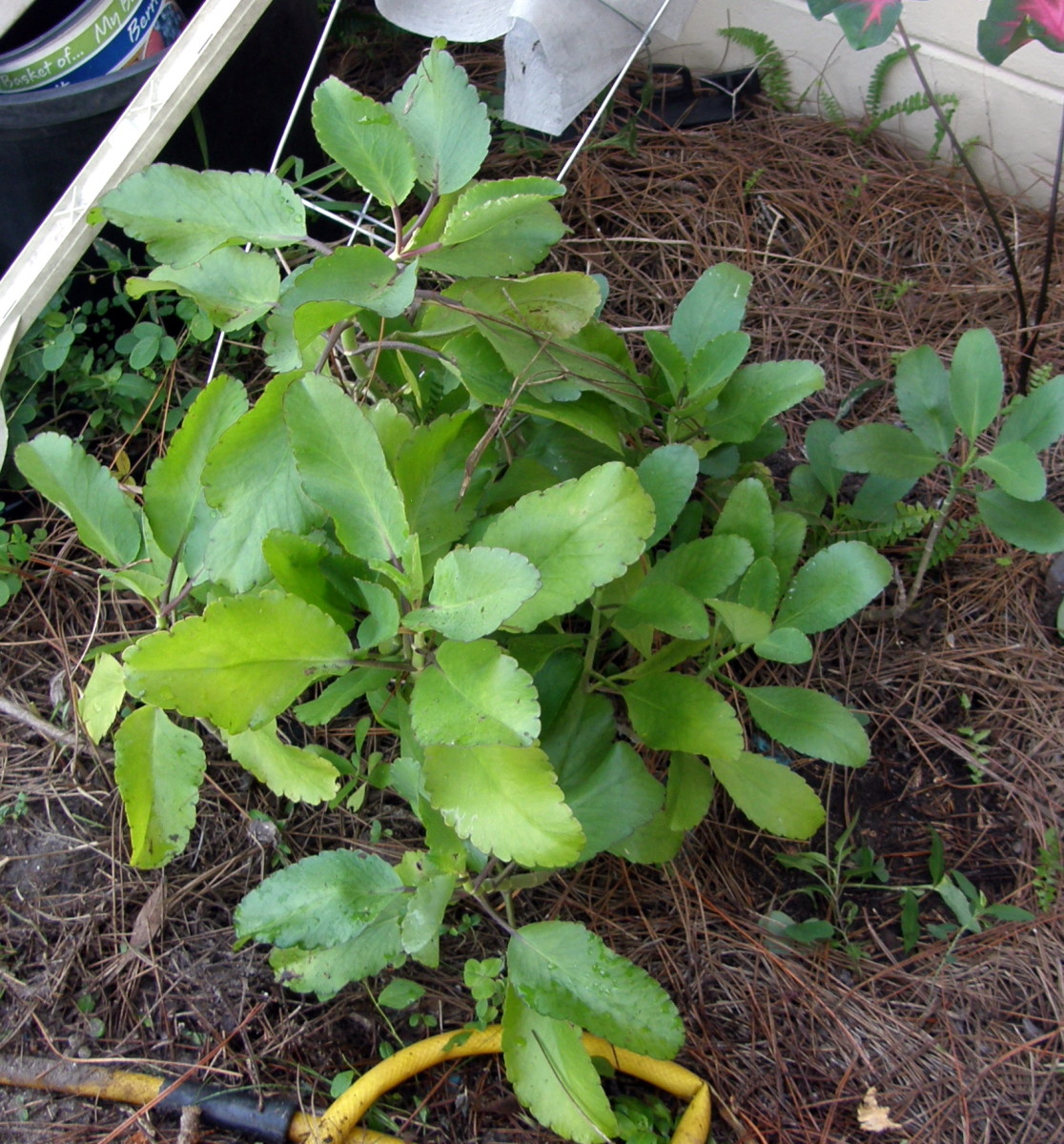 How to Propagate Multiple Leaf of Life Plants From Just One of Its ...