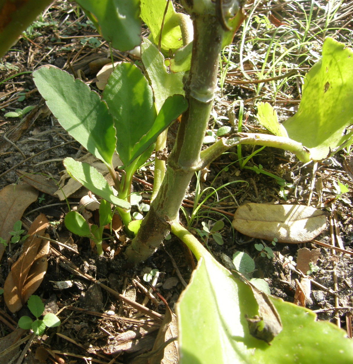 How to Plant Leaf of Life: Propagation From Just One Leaf - HubPages