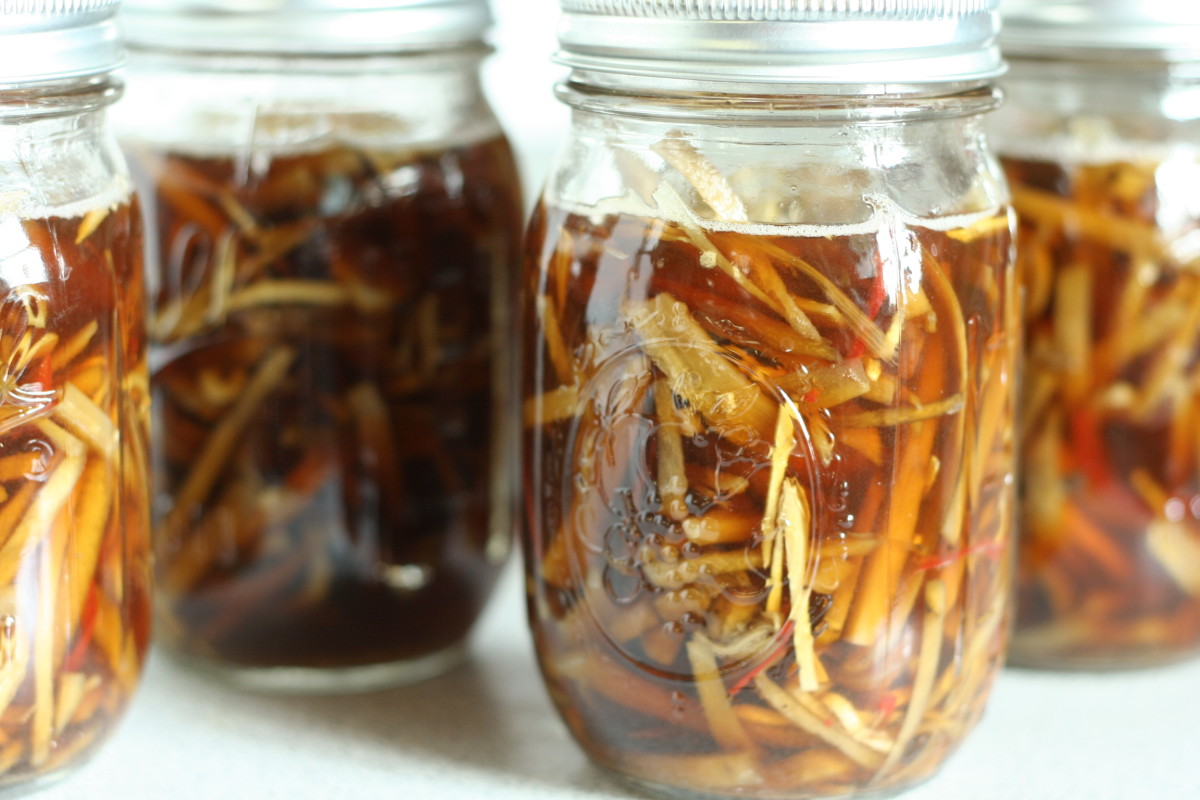 Growing or Foraging Edible Burdock Plants (Annoying Burs, Powerful ...