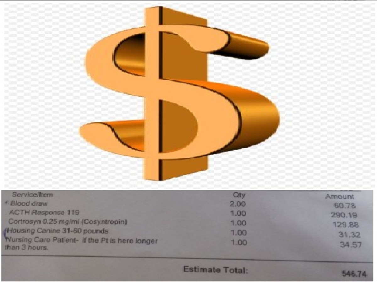 What Happens During Your Dog's ACTH Stimulation Test? - HubPages