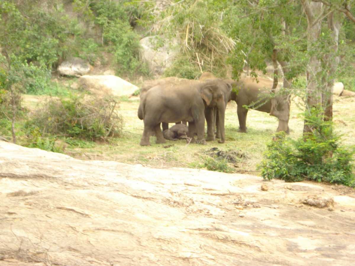 8 Facts About Jumboo Savari: The Star Attraction of Mysore Dasara ...