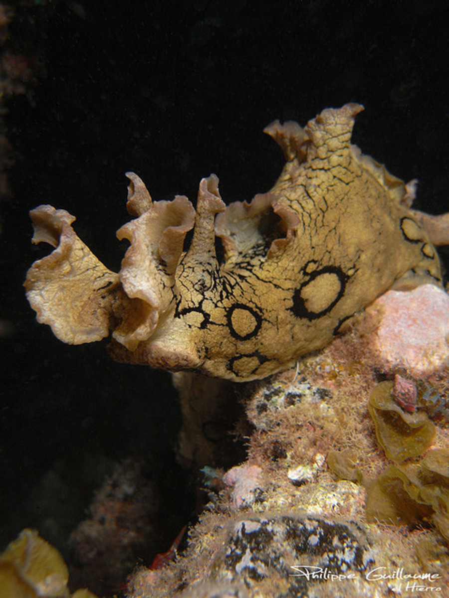 Sea Hares ~ Seahare Slug Facts - HubPages