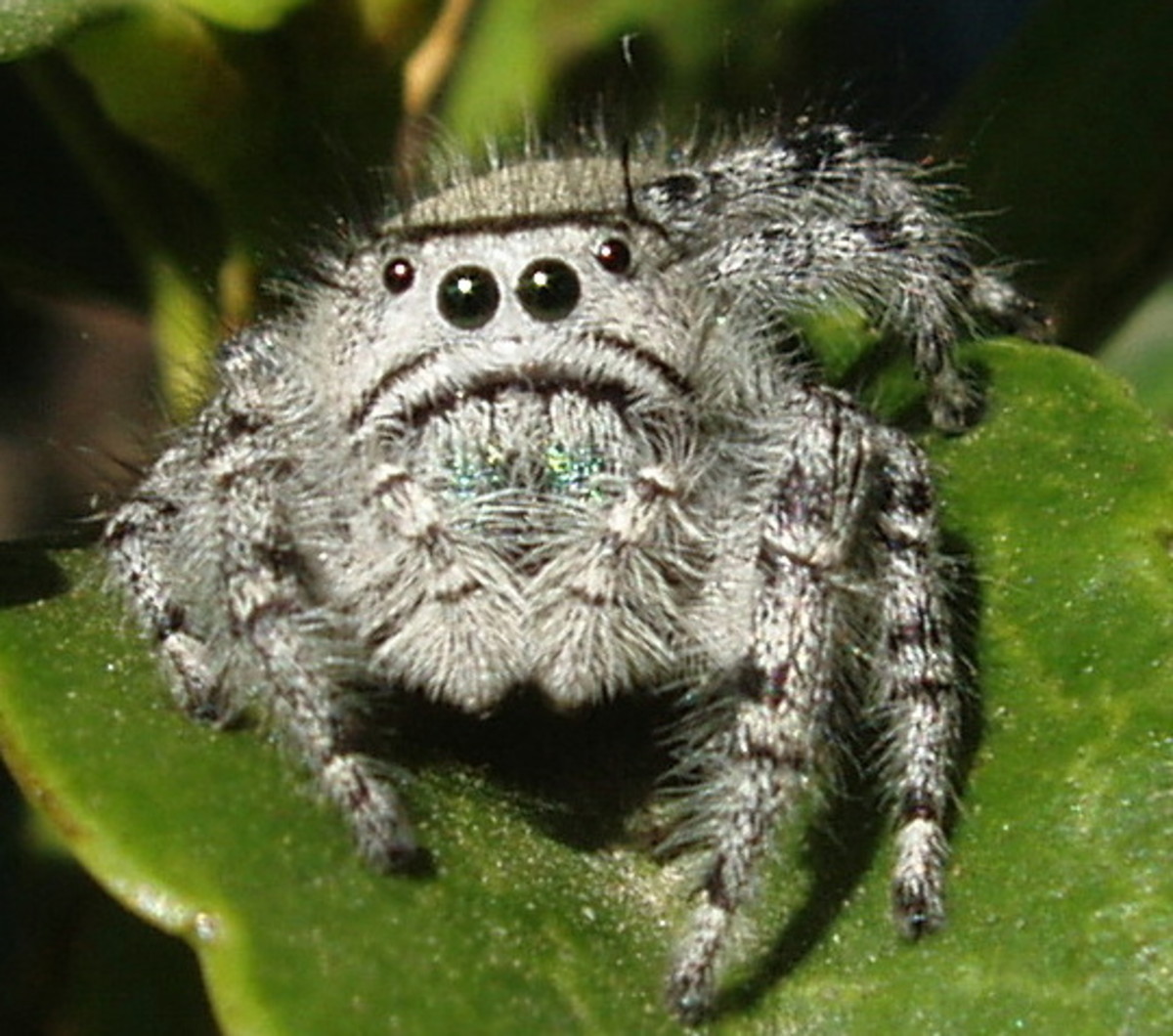 Strange and Funny Insects and Bugs - HubPages