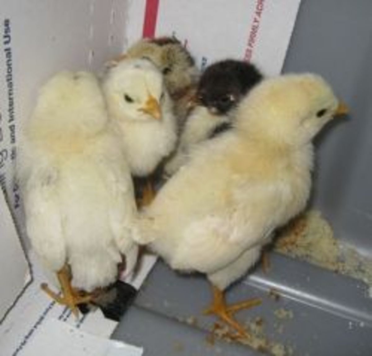 Raising Baby Chicks - HubPages
