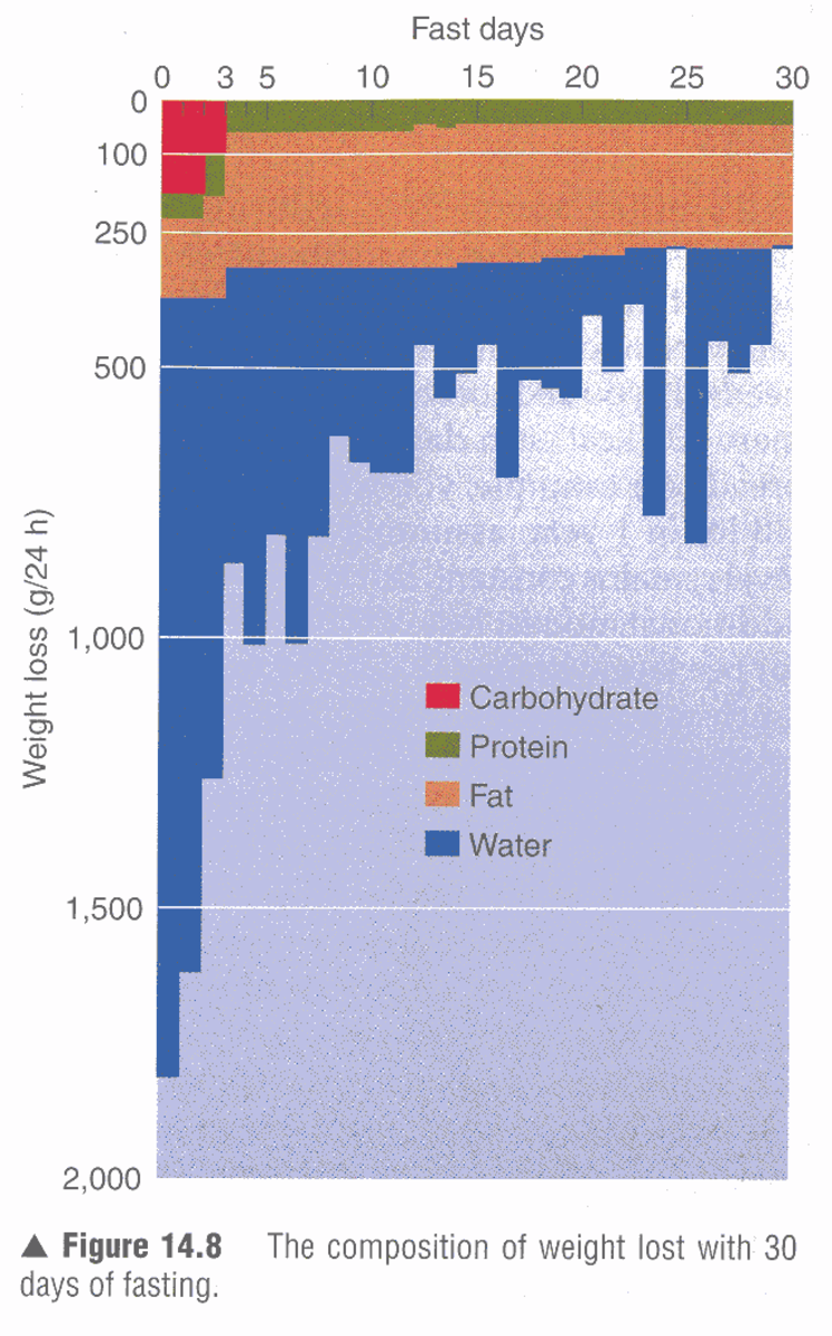 An Explanation of Fasting and its Effects on the Body - HubPages