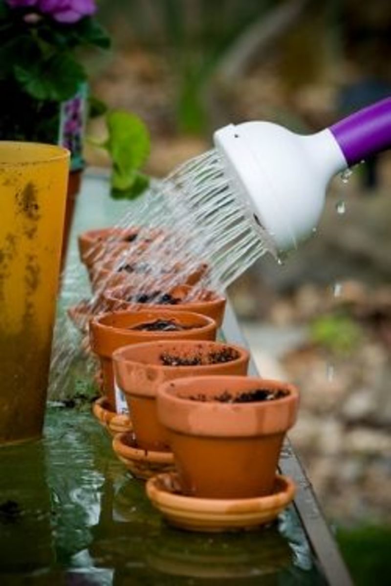 How to Grow Forsythias from Cuttings - HubPages