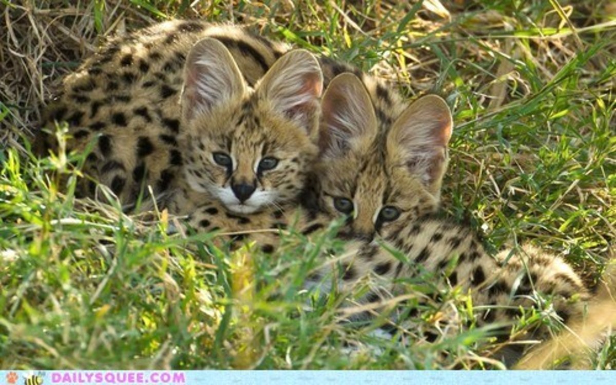 The Serval Cat - An African Wildcat - HubPages