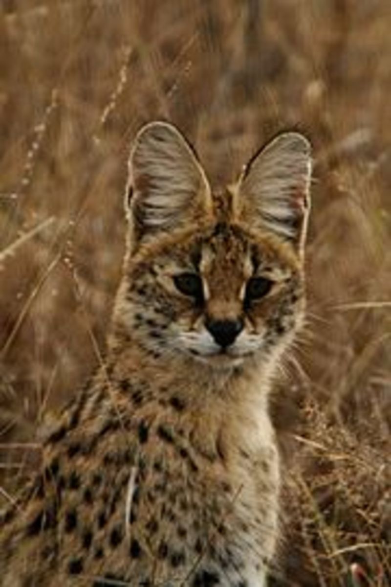 The Serval Cat - An African Wildcat - HubPages