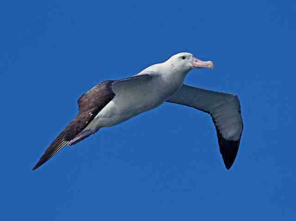 Ancient Sailor's and Their Bizarre Rituals and Superstitions - HubPages