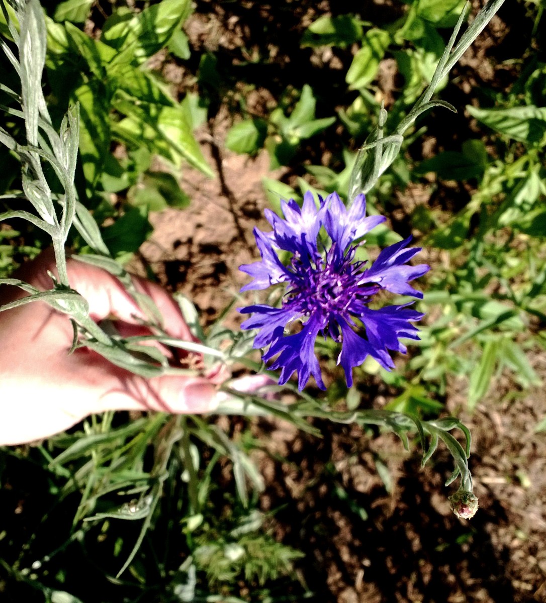 My Oklahoma Flower Garden - LetterPile