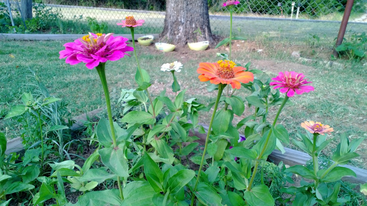 My Oklahoma Flower Garden - LetterPile