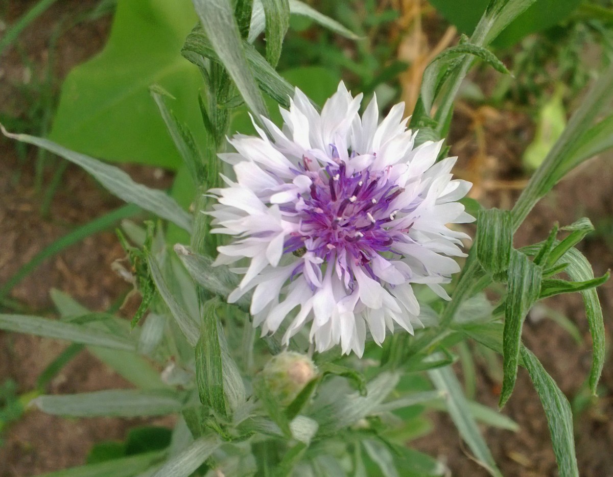 My Oklahoma Flower Garden - LetterPile