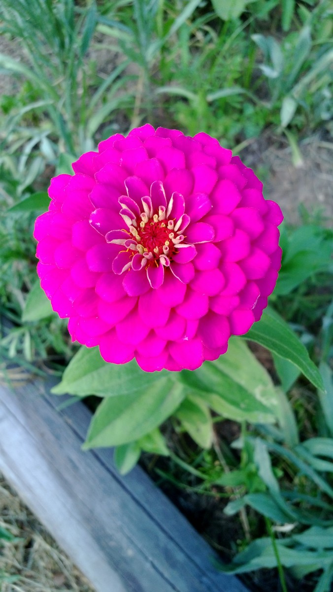 My Oklahoma Flower Garden - LetterPile