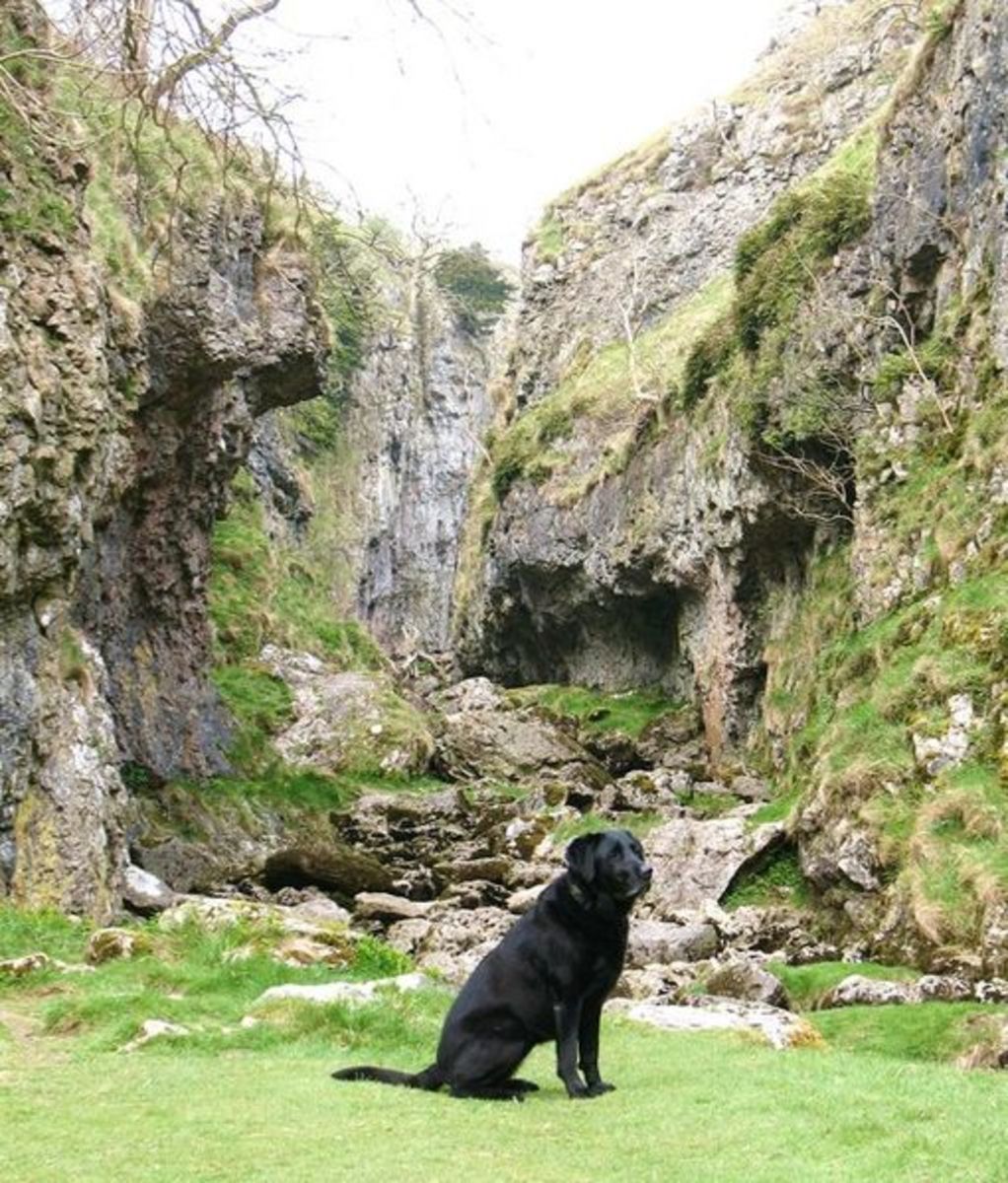 Black Shuck and Other Ghostly Hounds of England - HubPages