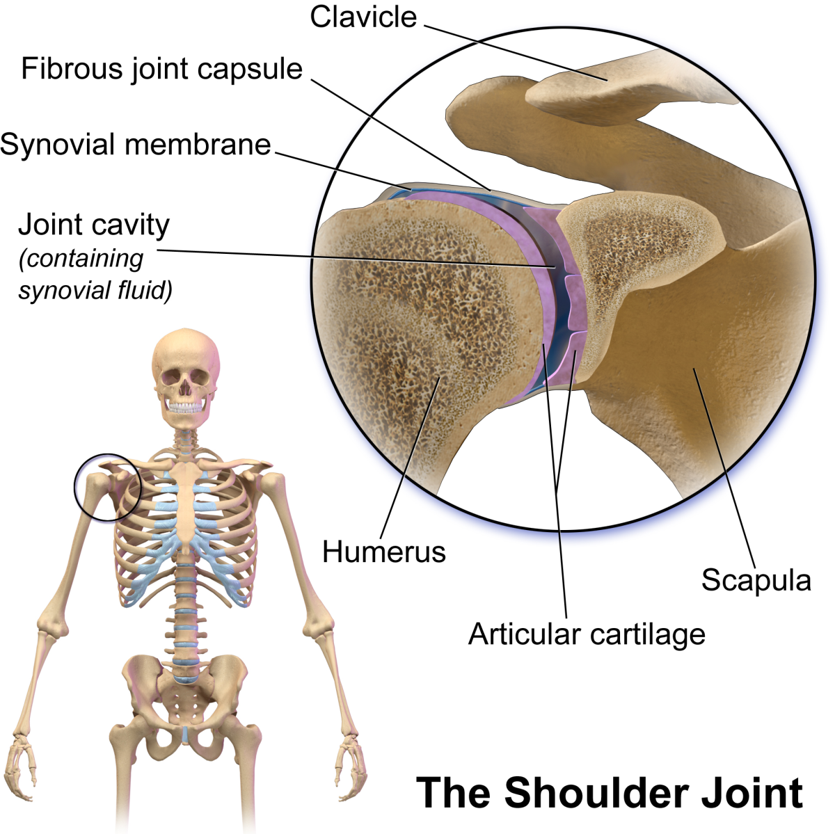 Types Of Joints In The Human Body HubPages Types Of Joints In The Human Body HubPages