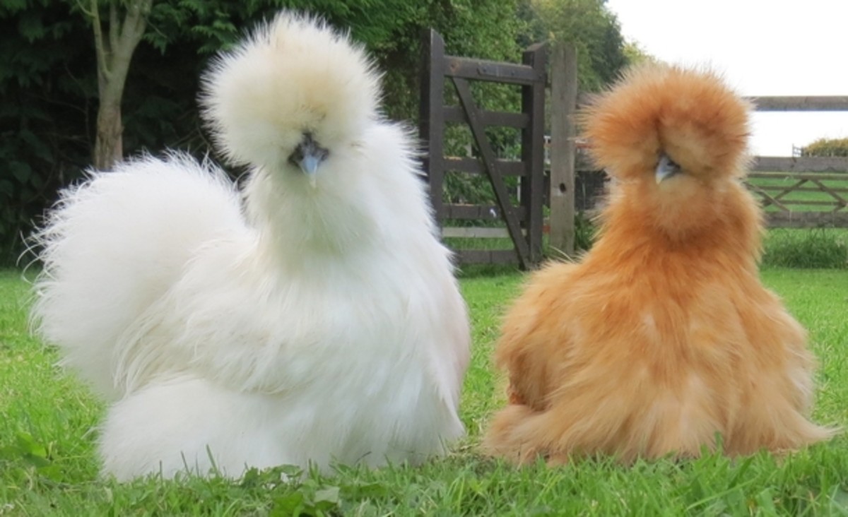 From Egg to Roaster - the Making of the Modern Meat Chicken - HubPages