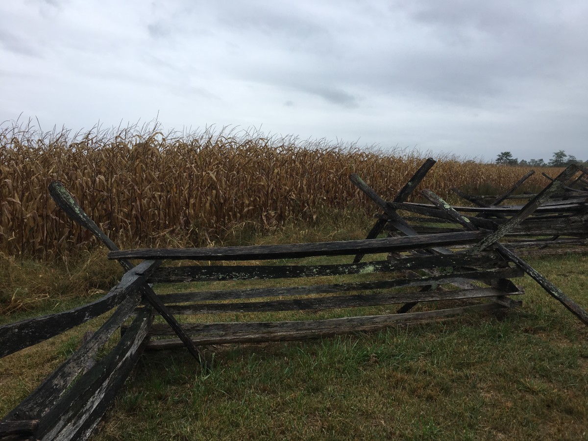 My Ancestor Died in the Bloody Cornfield, Battle of Antietam, September ...