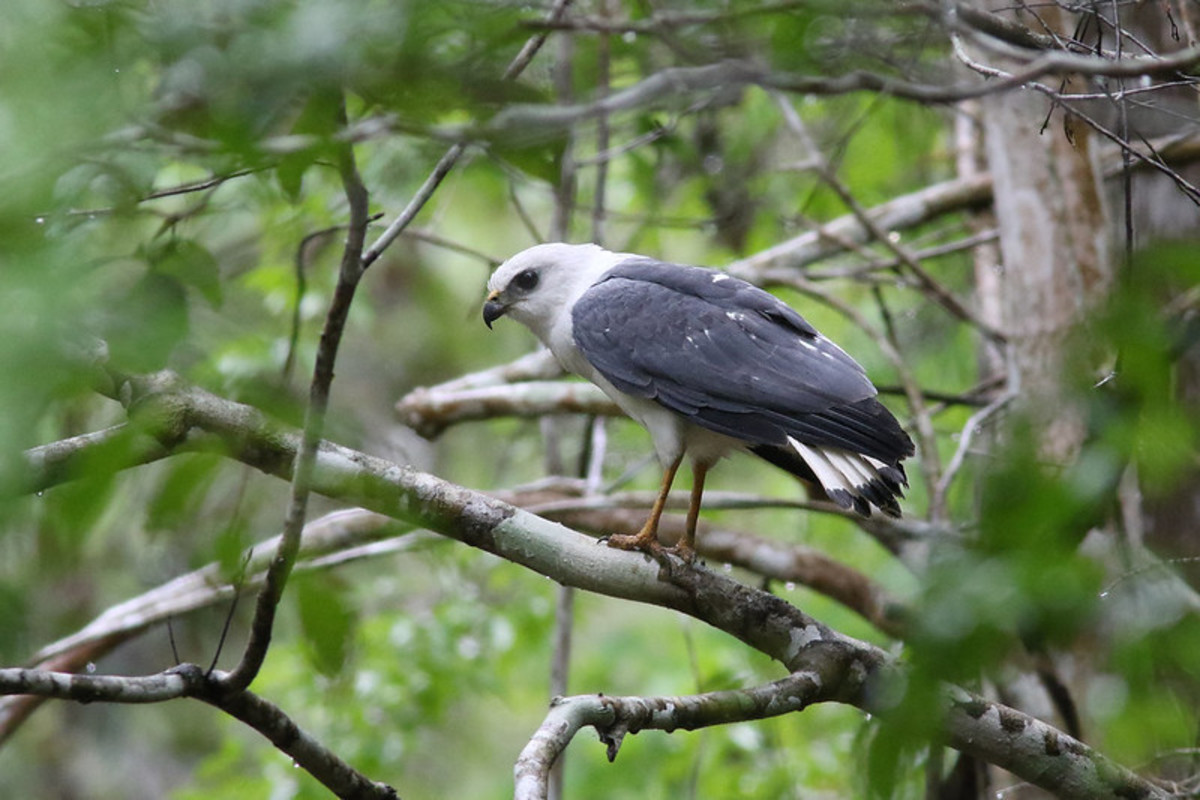 Raptors on the Equator - HubPages