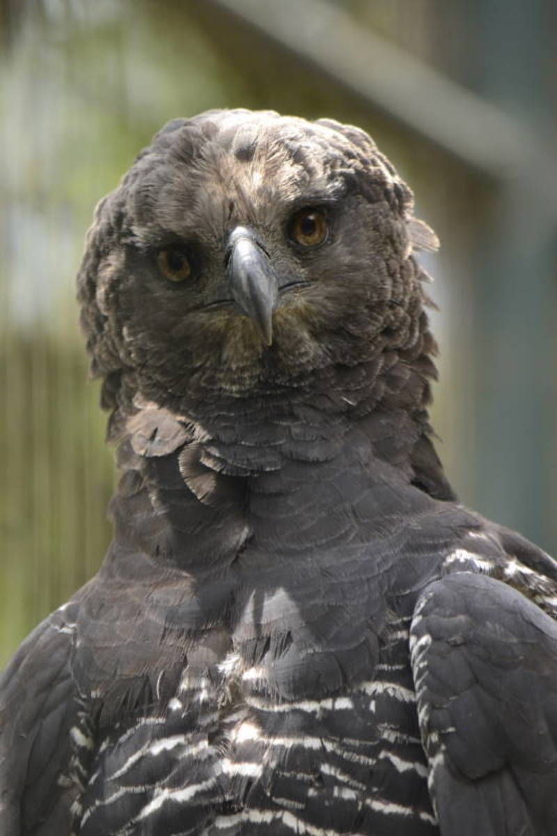 Raptors on the Equator - HubPages