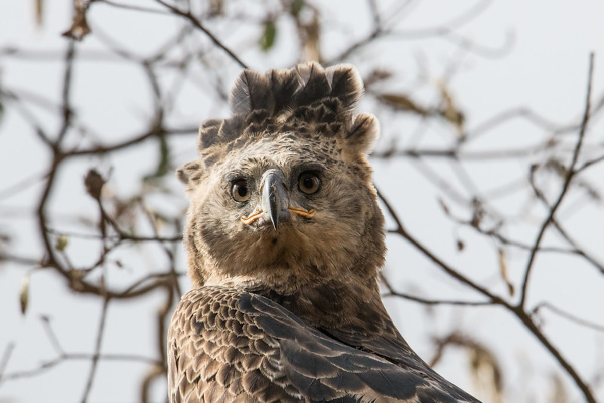 Raptors on the Equator - HubPages