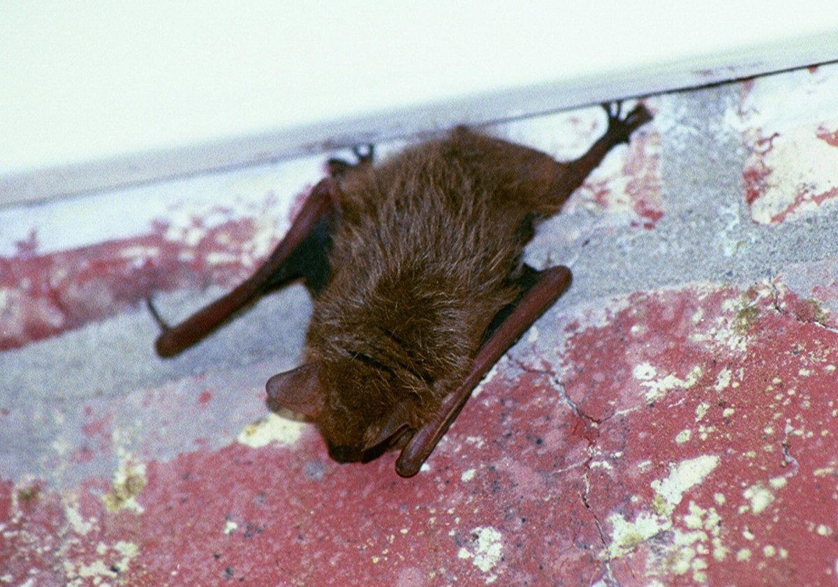 Halloween: Why Cats, Bats, Owls, Spiders, and Toads? - HubPages