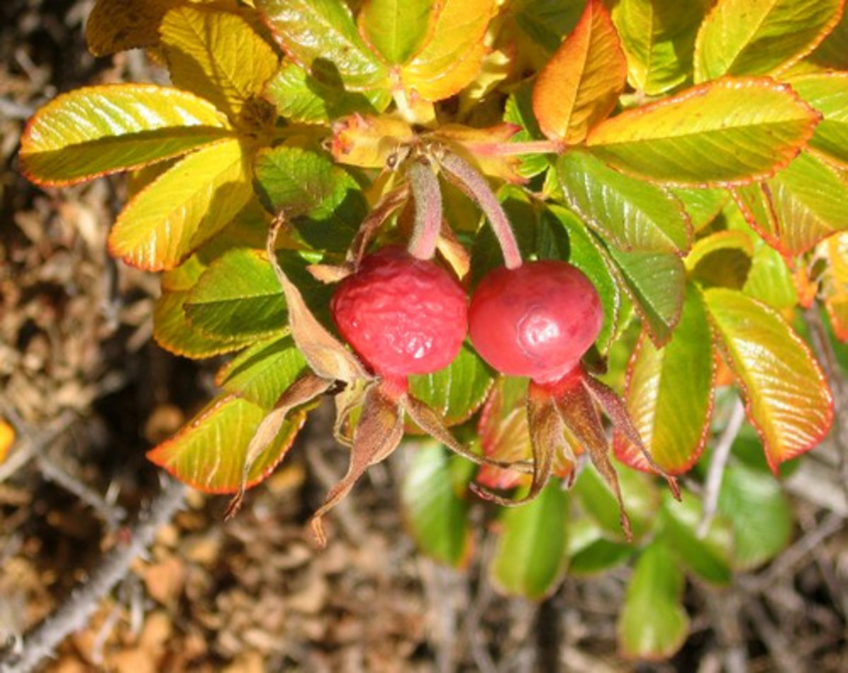 What Is a Rugosa Rose and How to Care for a Rugosa Rose - HubPages