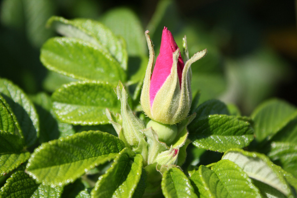 What Is a Rugosa Rose and How to Care for a Rugosa Rose - HubPages
