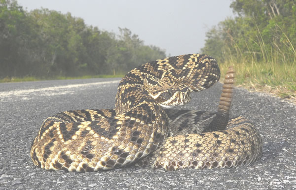 My Personal Encounters With Rattlesnakes And Other Venomous Snakes In ...