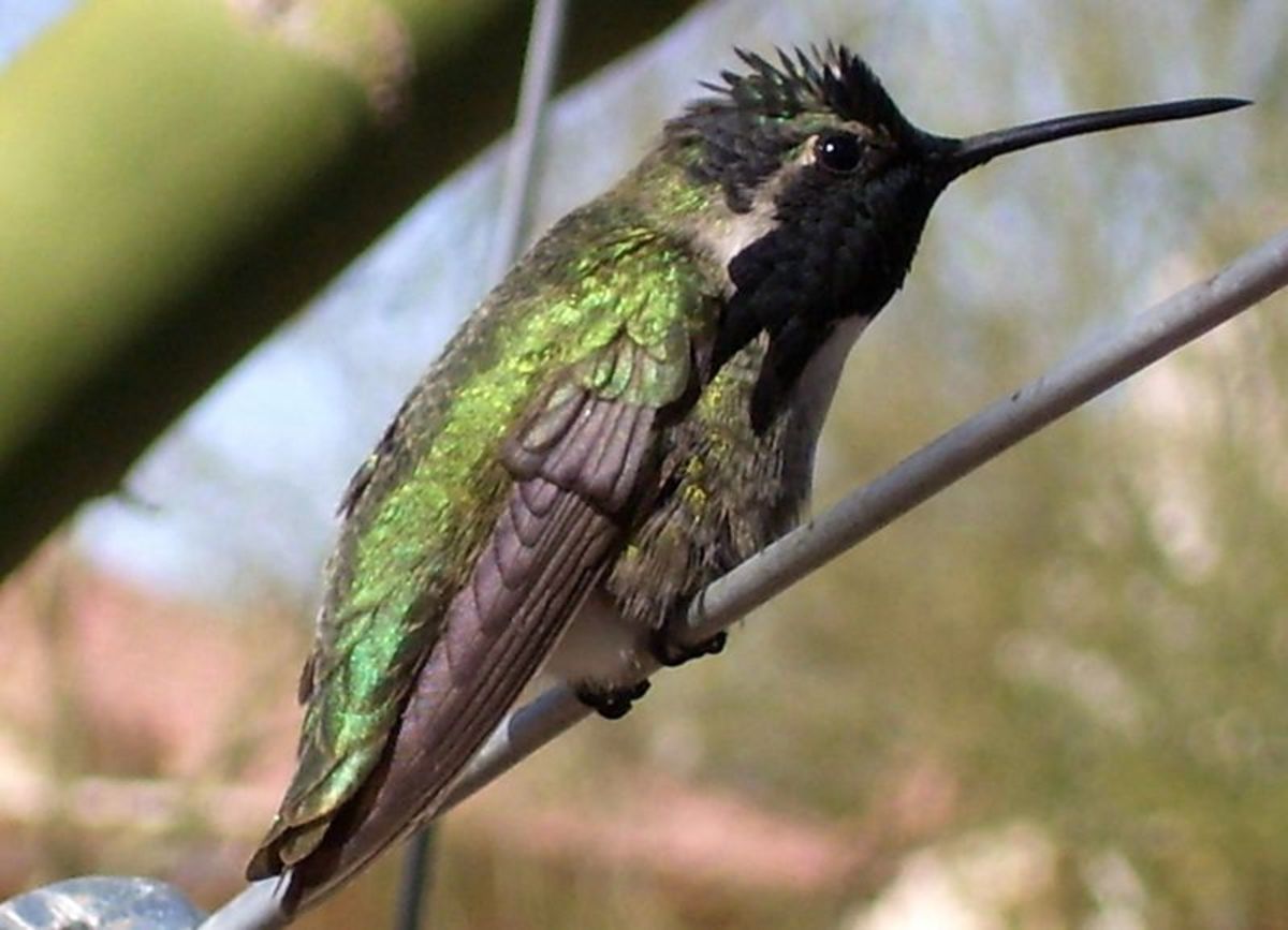 15 Different Species or Types Of Hummingbirds - HubPages