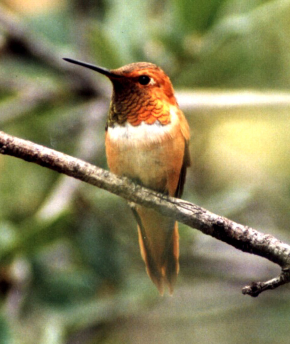 15 Different Species or Types Of Hummingbirds - HubPages